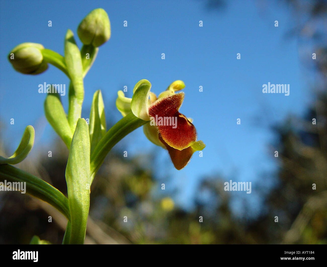 Wild Orchid Cyprus Stock Photos & Wild Orchid Cyprus Stock Images - Alamy