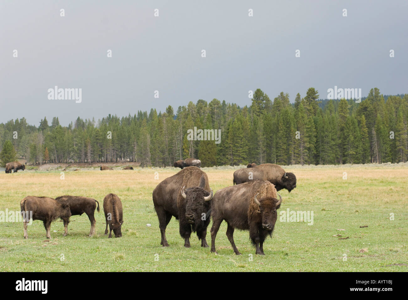 American Bison or Buffaloes (Bison bison) bull and cow with young ...