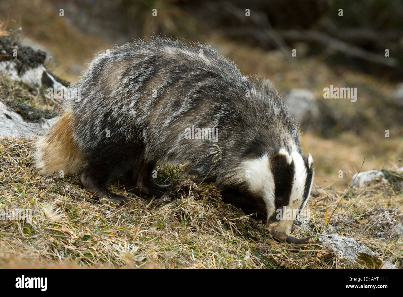 Eurasian or European Badger (Meles meles), Karwendel Range, Tirol ...