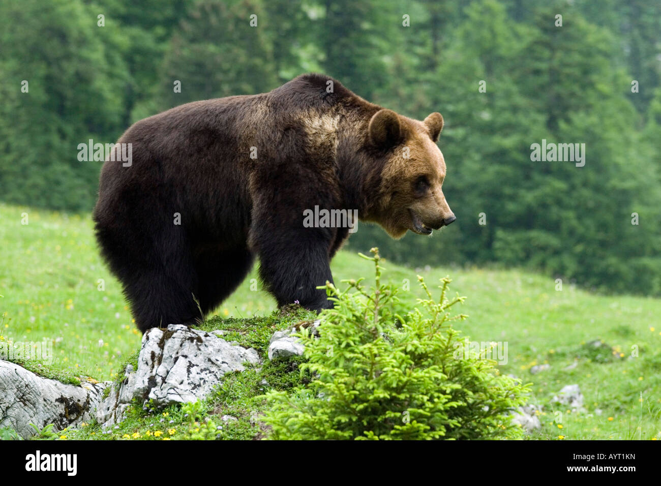 Brown Bear Range