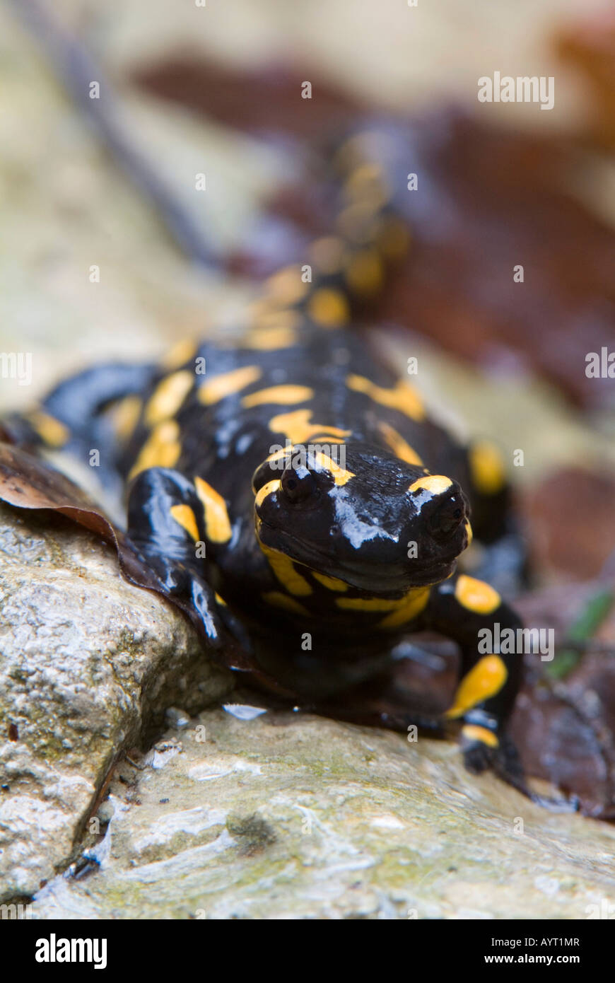 European fire salamanders hi-res stock photography and images - Alamy