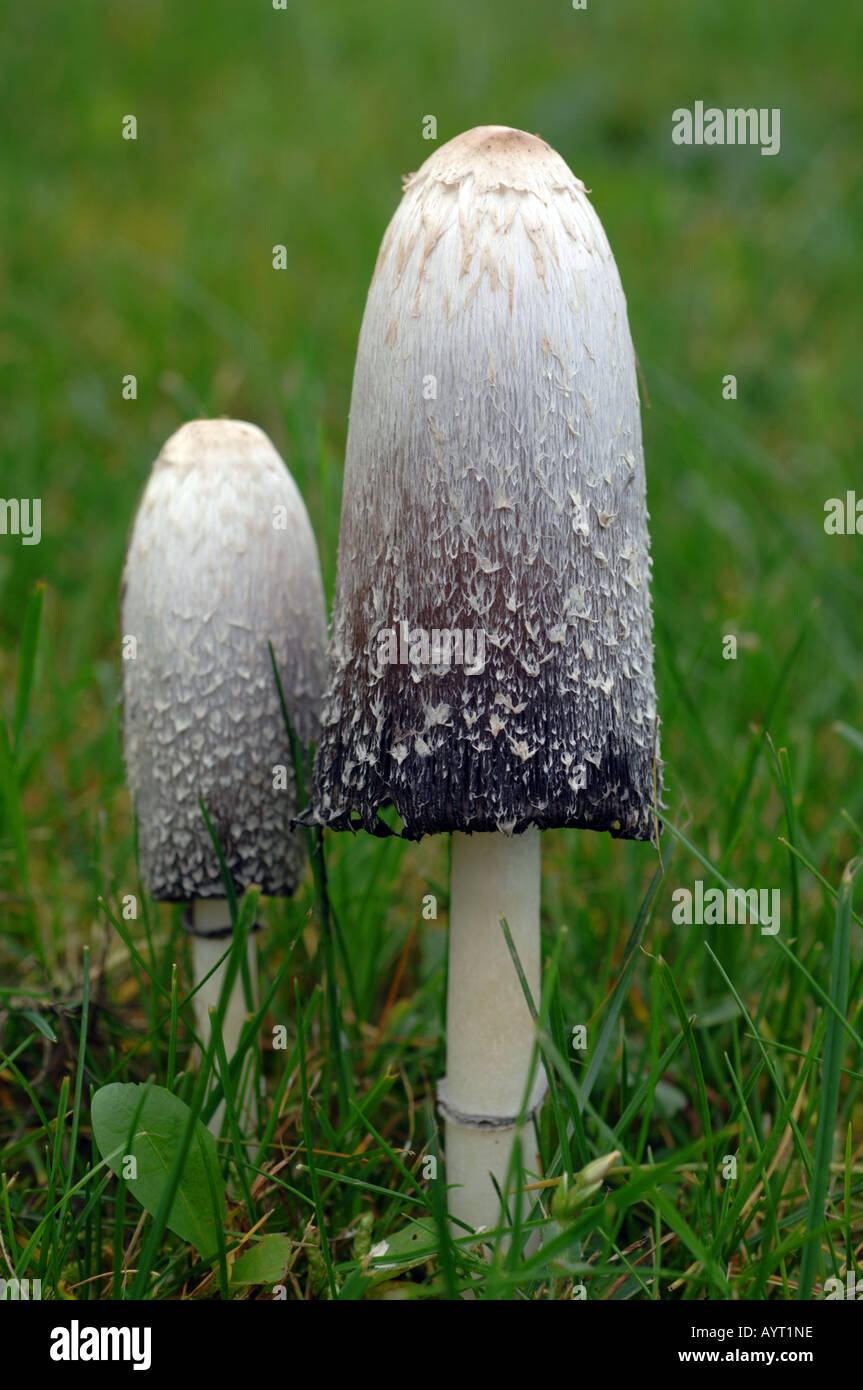 Shaggy Ink Cap mushroom Stock Photo - Alamy