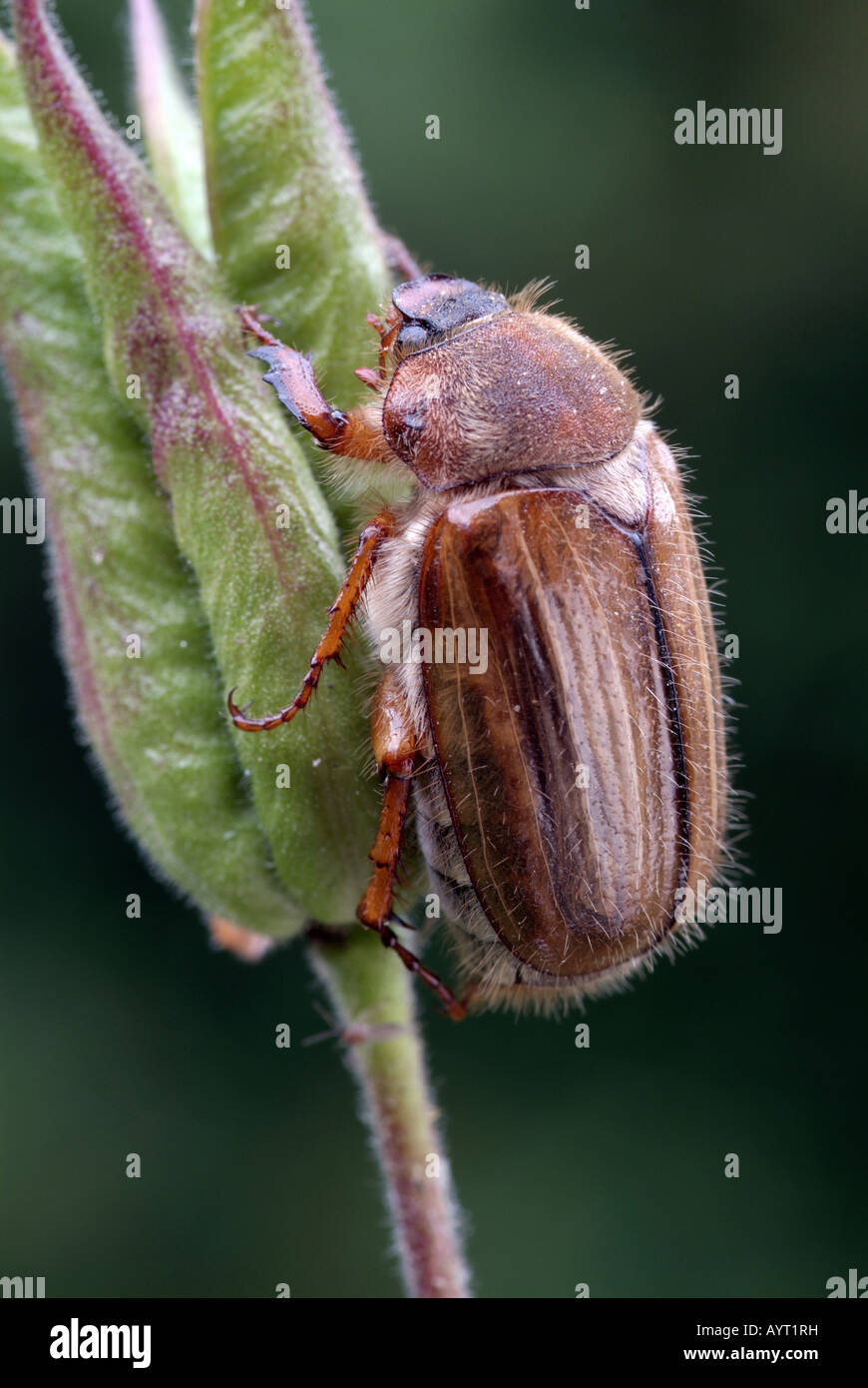 Chafer Bug High Resolution Stock Photography and Images - Alamy