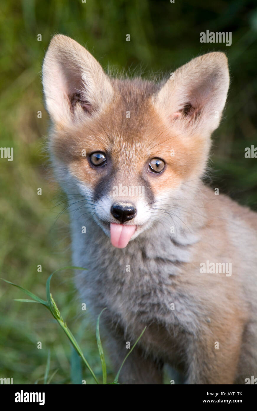 Fox (Vulpes vulpes), Thaur, Tirol, Austria, Europe Stock Photo - Alamy