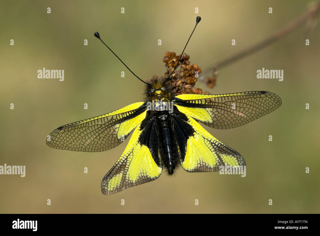 Butterflies of southern italy hi-res stock photography and images - Alamy