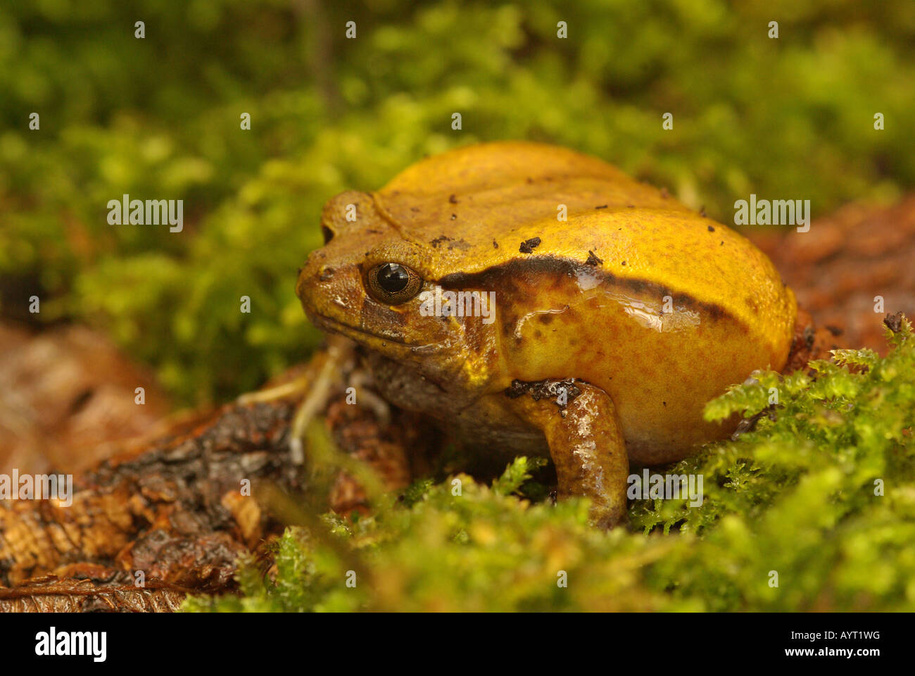 False tomato frog Dyscophus sp Stock Photo - Alamy