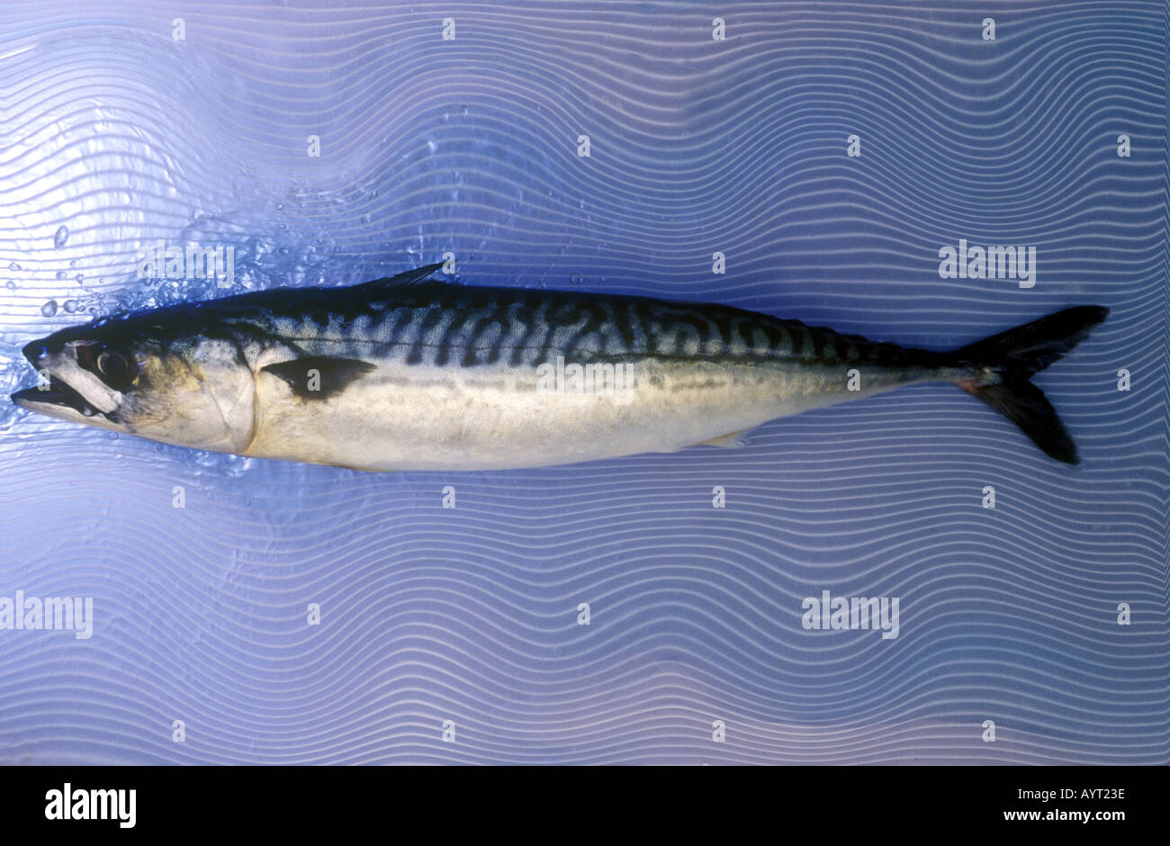 Mackerel wavy lines and blue water Stock Photo - Alamy