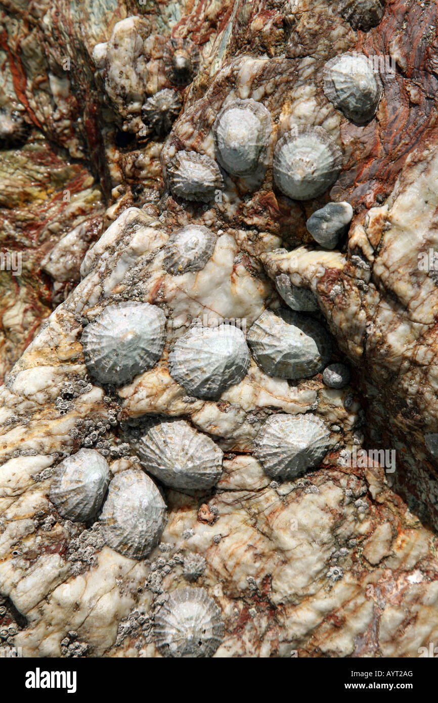 Patterns of shells on the rocks by the seashore Stock Photo - Alamy