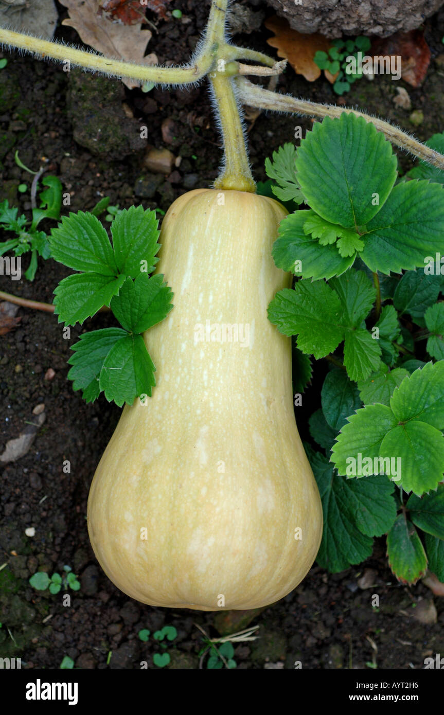 Production edible food upright vertical hi-res stock photography and ...