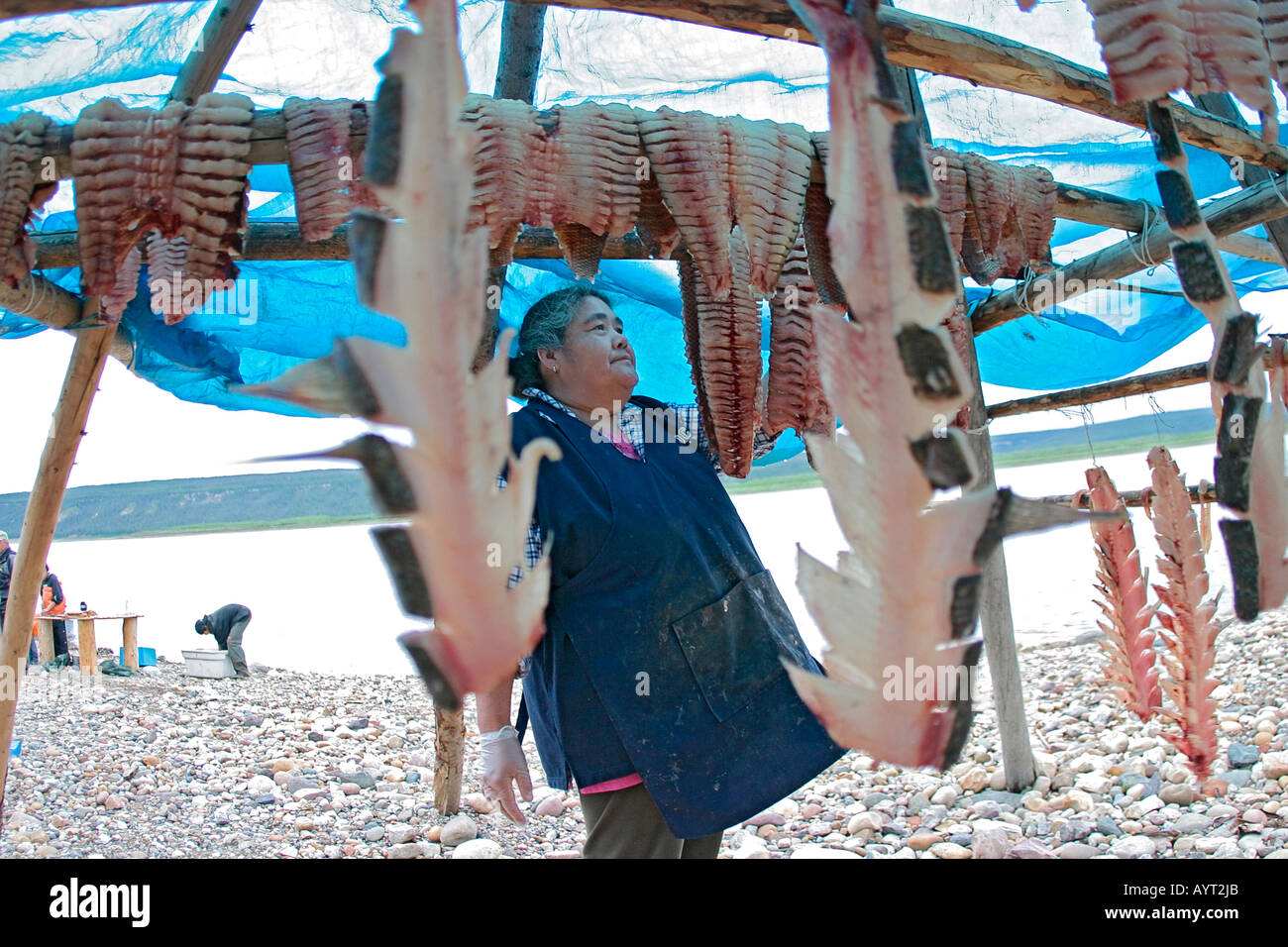 Elder Inuit woman with dried fish in smoke tent Stock Photo - Alamy