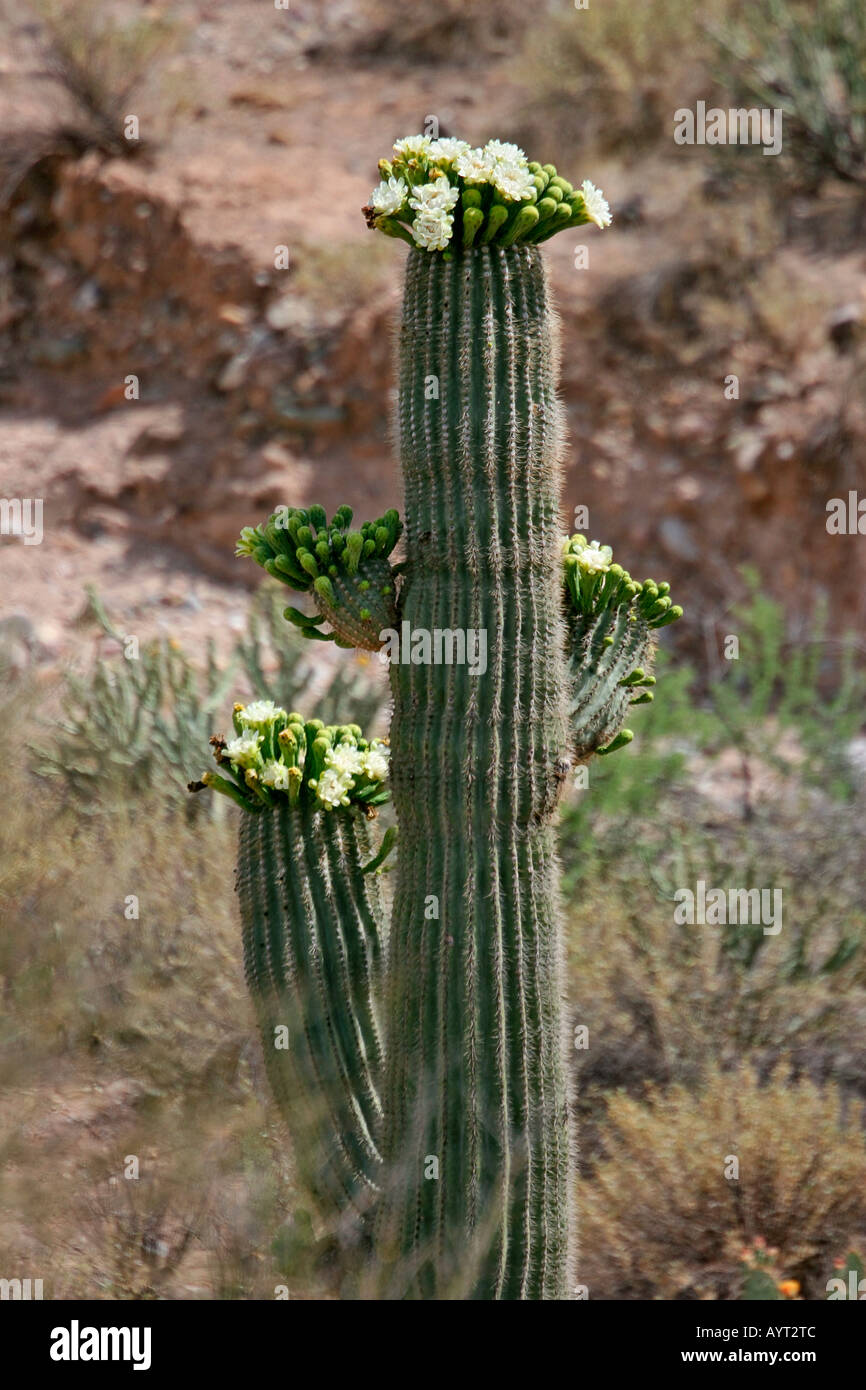 Cacti in sonoran desert hi-res stock photography and images - Alamy
