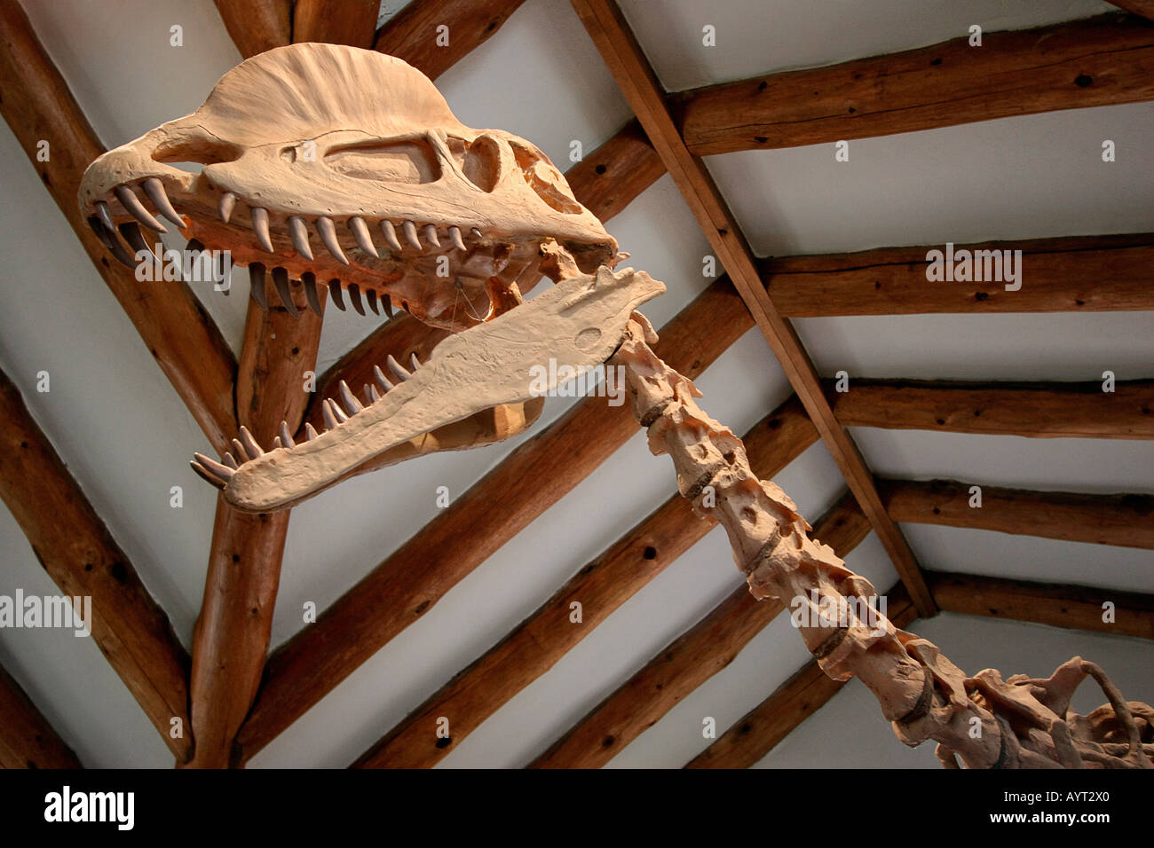 Dinosaur skeleton at Museum of Northern Arizona Stock Photo - Alamy