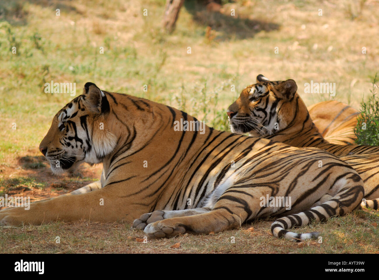 Siberian Tigers (Panthera tigris altaica) at Italy's largest zoo in ...