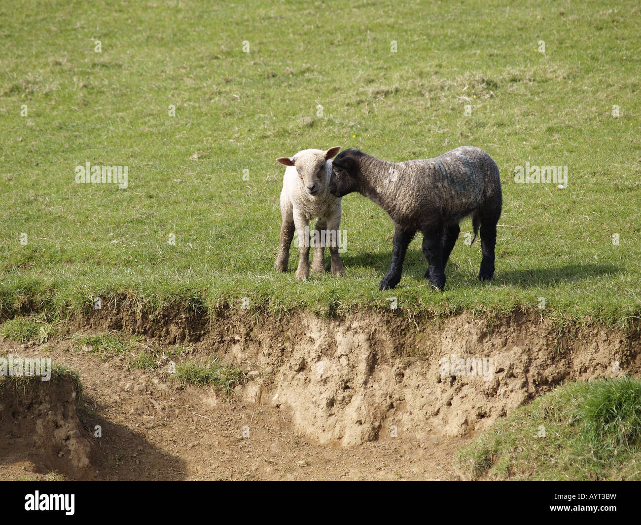 A black and white lamb playing together in a field Stock Photo - Alamy