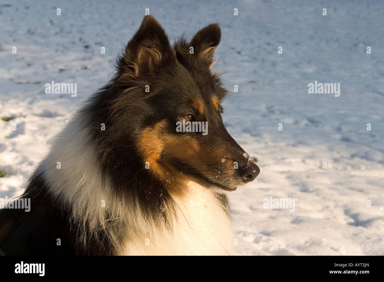 American collies hi-res stock photography and images - Alamy