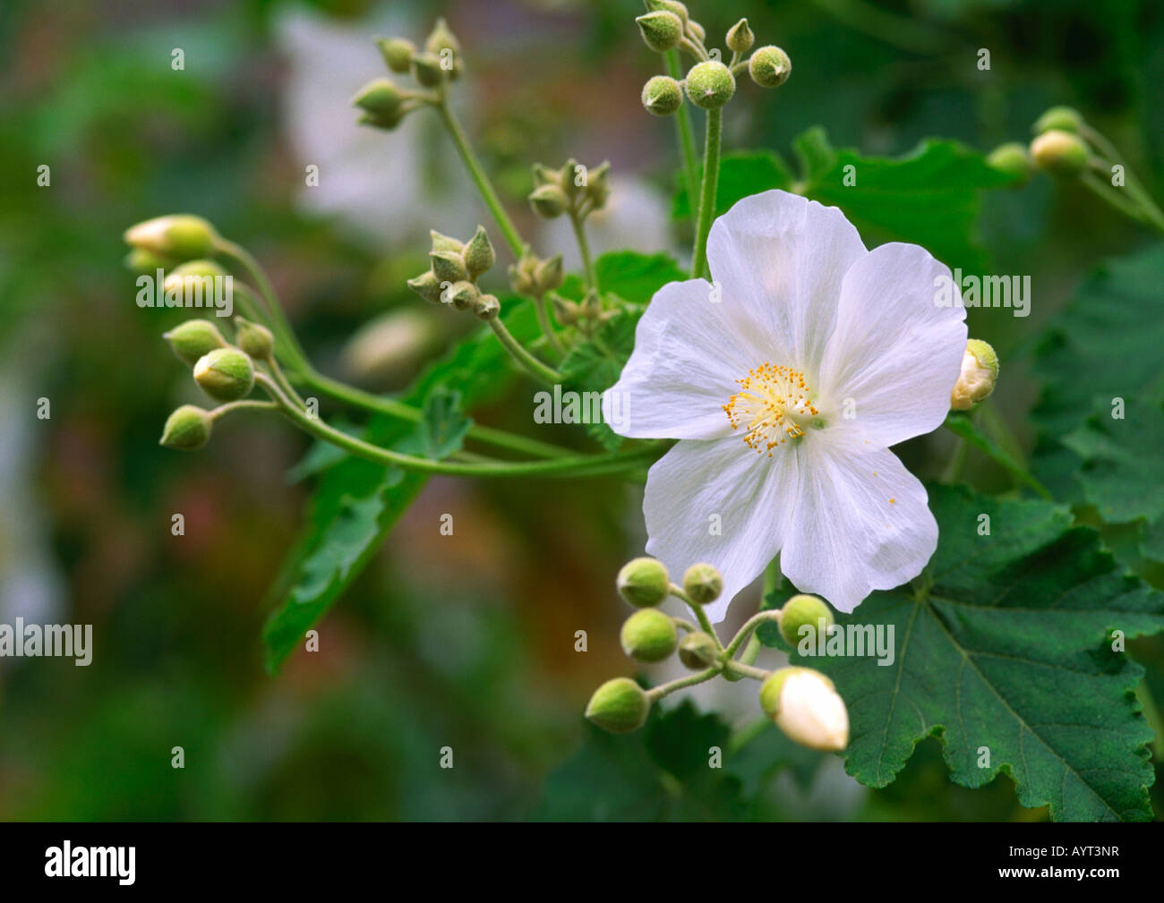 Abutilon vitifolium album Indian Mallow Stock Photo - Alamy
