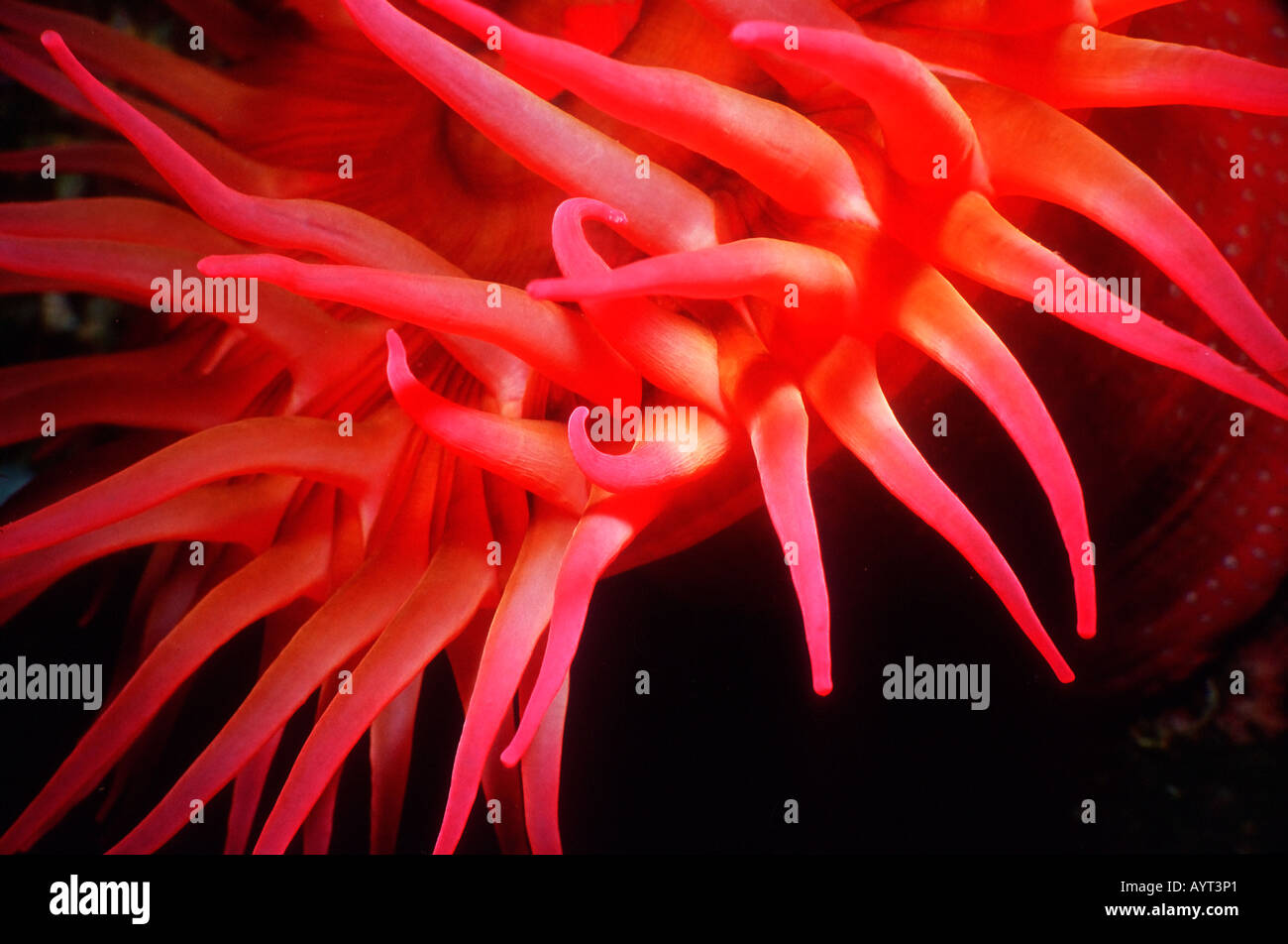 Crimson anemone cribrinopsis fernaldi hi-res stock photography and ...