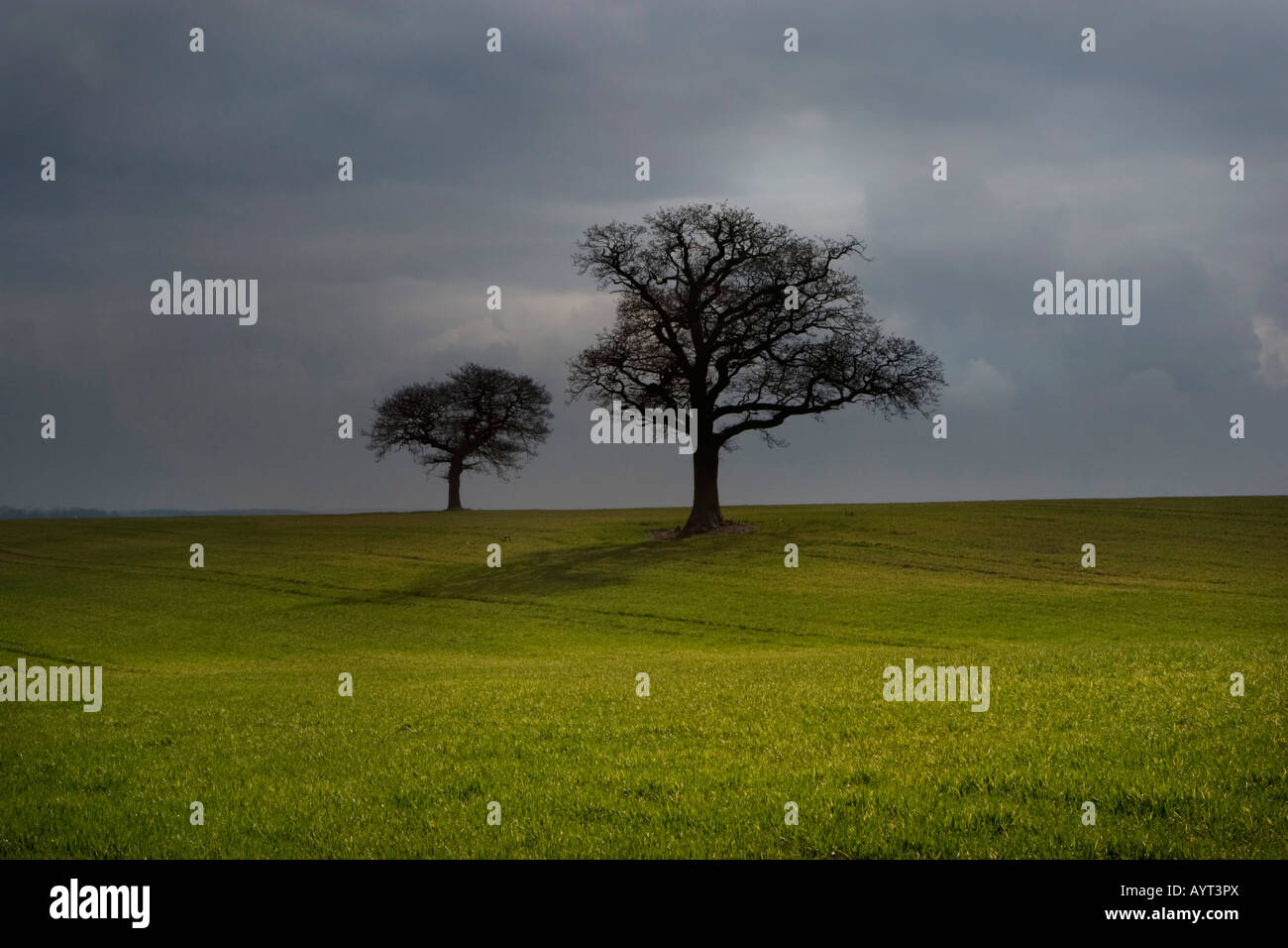 Two trees illuminated with sunlight from behind. landscape Stock Photo ...