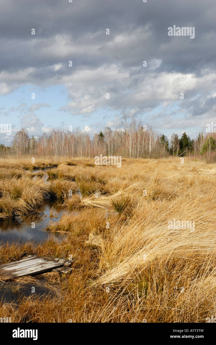 Bog pond and bulrushes, Bavaria, Germany Stock Photo - Alamy
