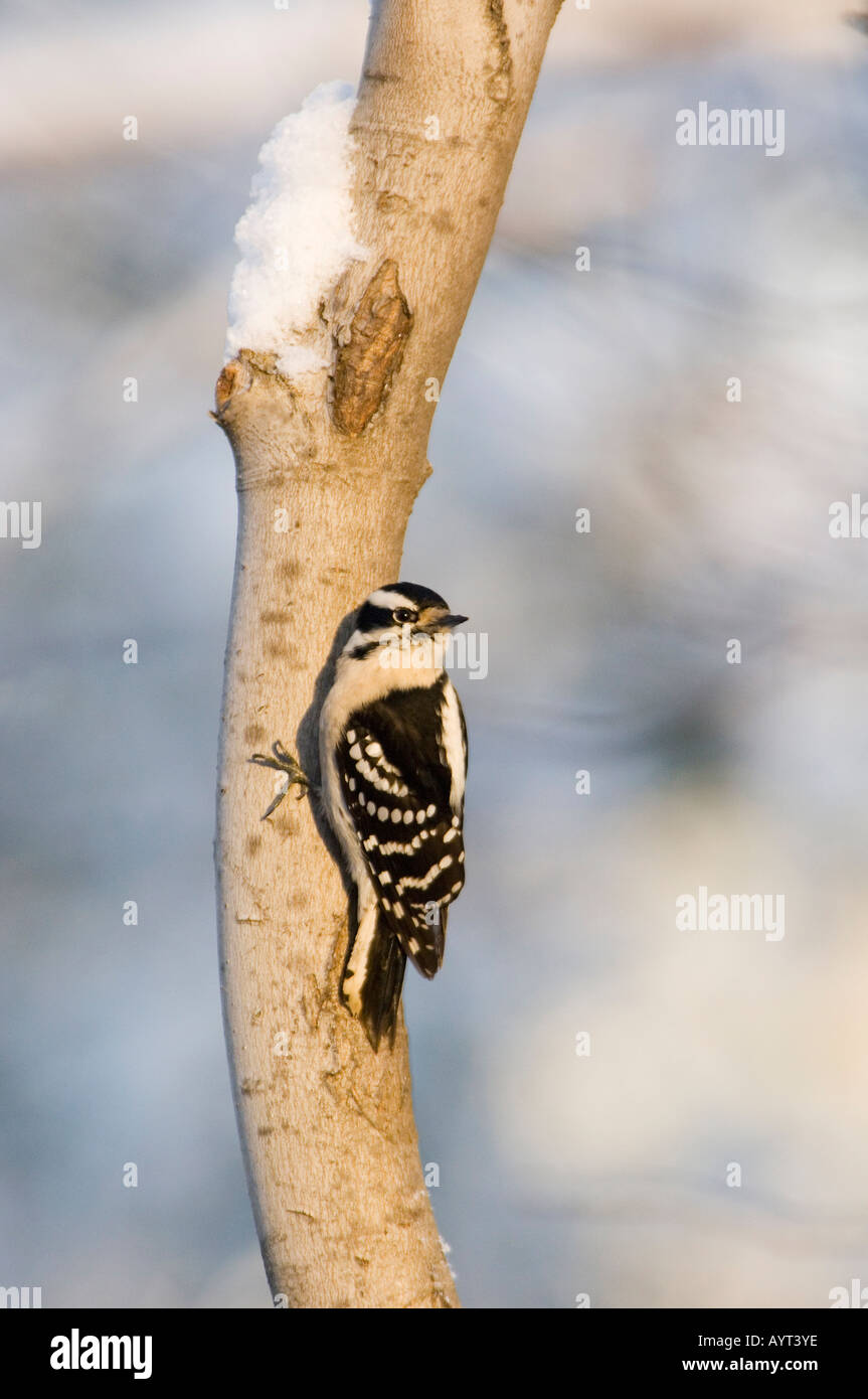 Downy woodpecker Picoides pubescens Stock Photo - Alamy