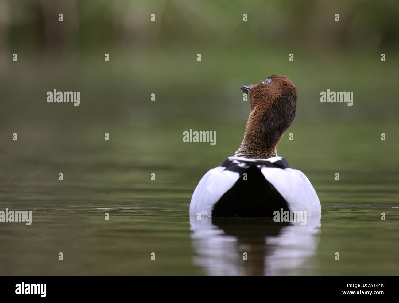 Male australian maned duck hi-res stock photography and images - Alamy