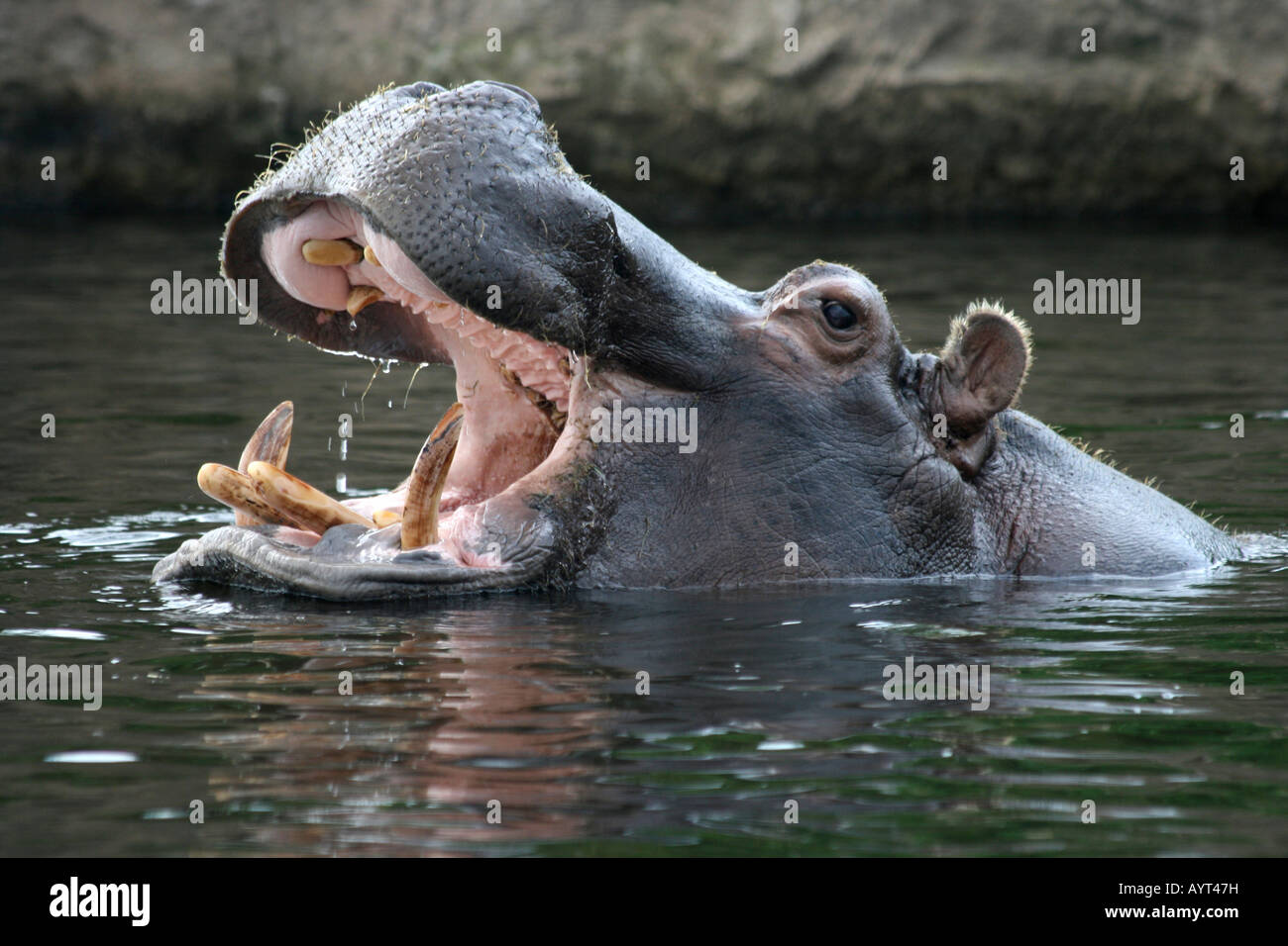 Hippo (Hippopotamus amphibius), Gelsenkirchen Zoo, North Rhine ...
