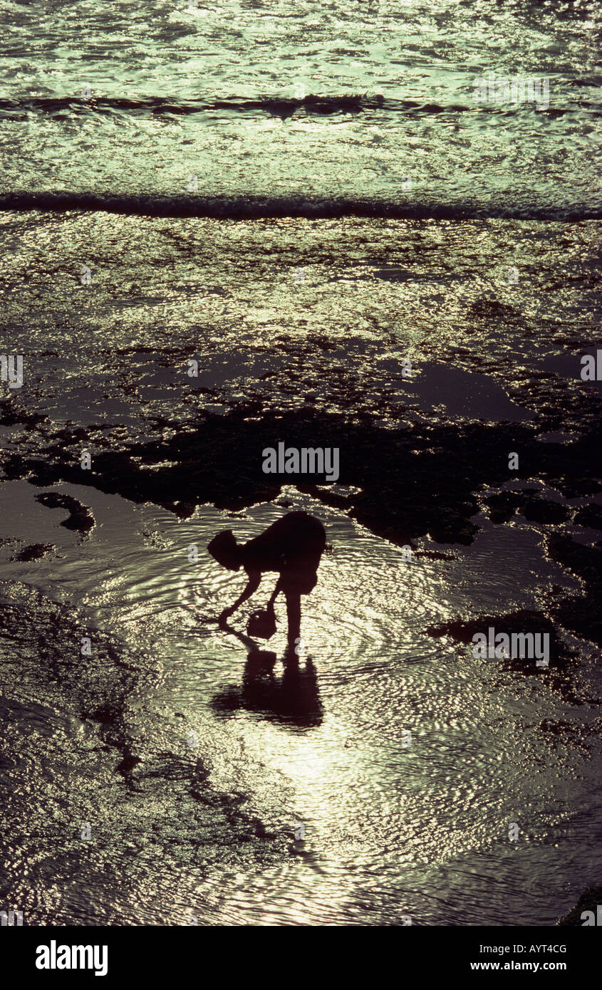 Bali seashell gleaner. Silhouette of woman with head scarf bending over ...