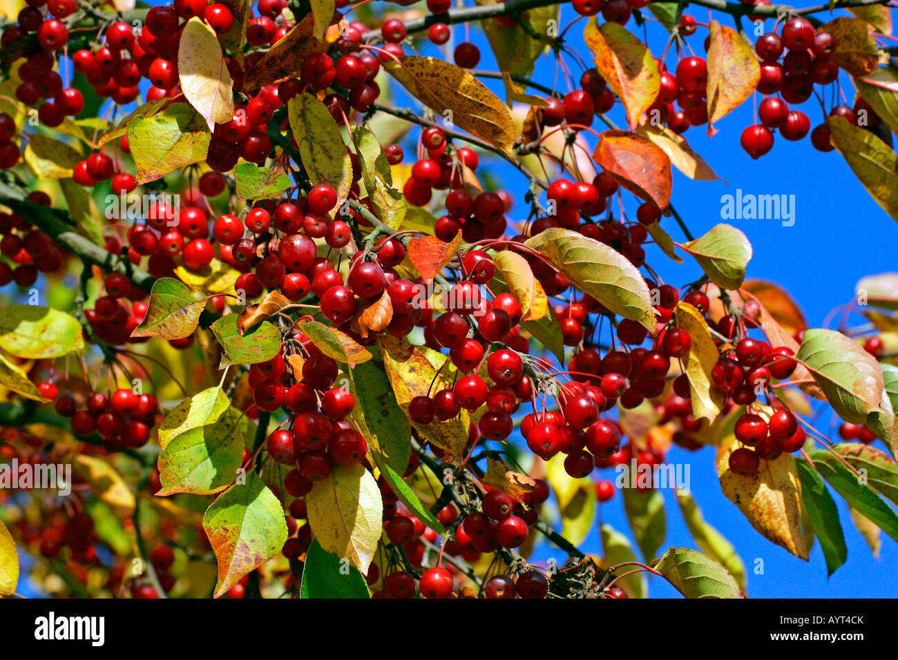 Chinese Tea Crabapple tree with fruit in autumn (Malus hupehensis ...