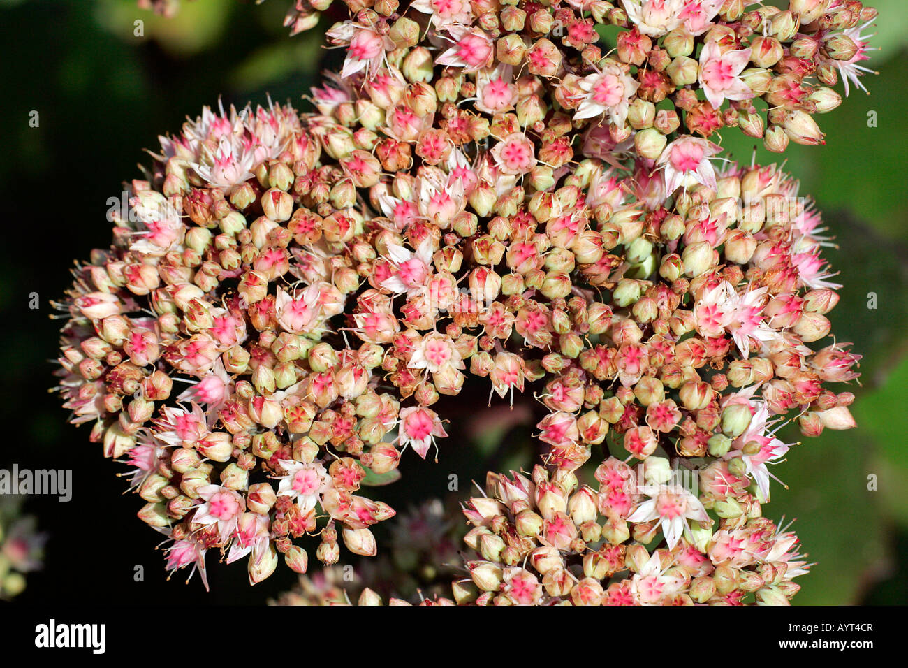 Sedum matrona hi-res stock photography and images - Alamy