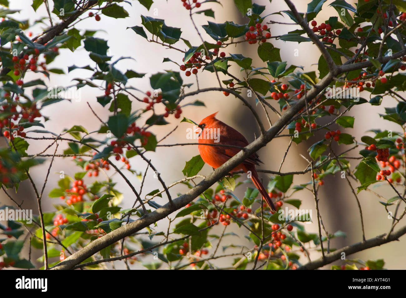 Northern cardinal in berries hi-res stock photography and images - Alamy