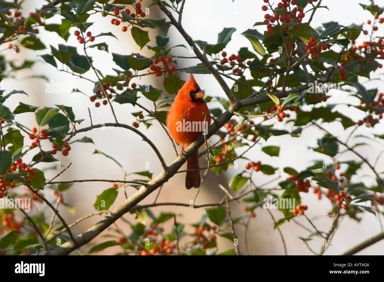 Northern cardinal in berries hi-res stock photography and images - Alamy