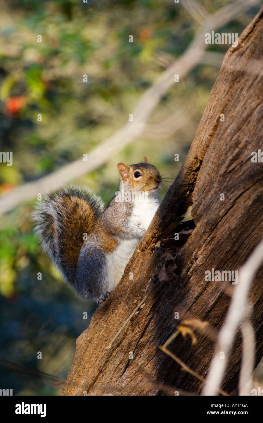 Eastern Gray Squirrel Sciurus carolinensis bushy tailed climing a dead ...