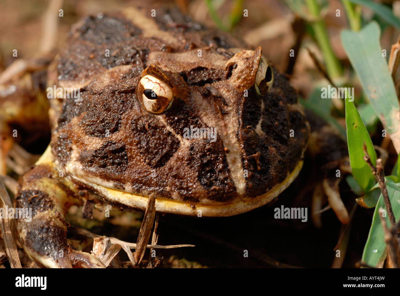 Cranwells horned frog hi-res stock photography and images - Alamy