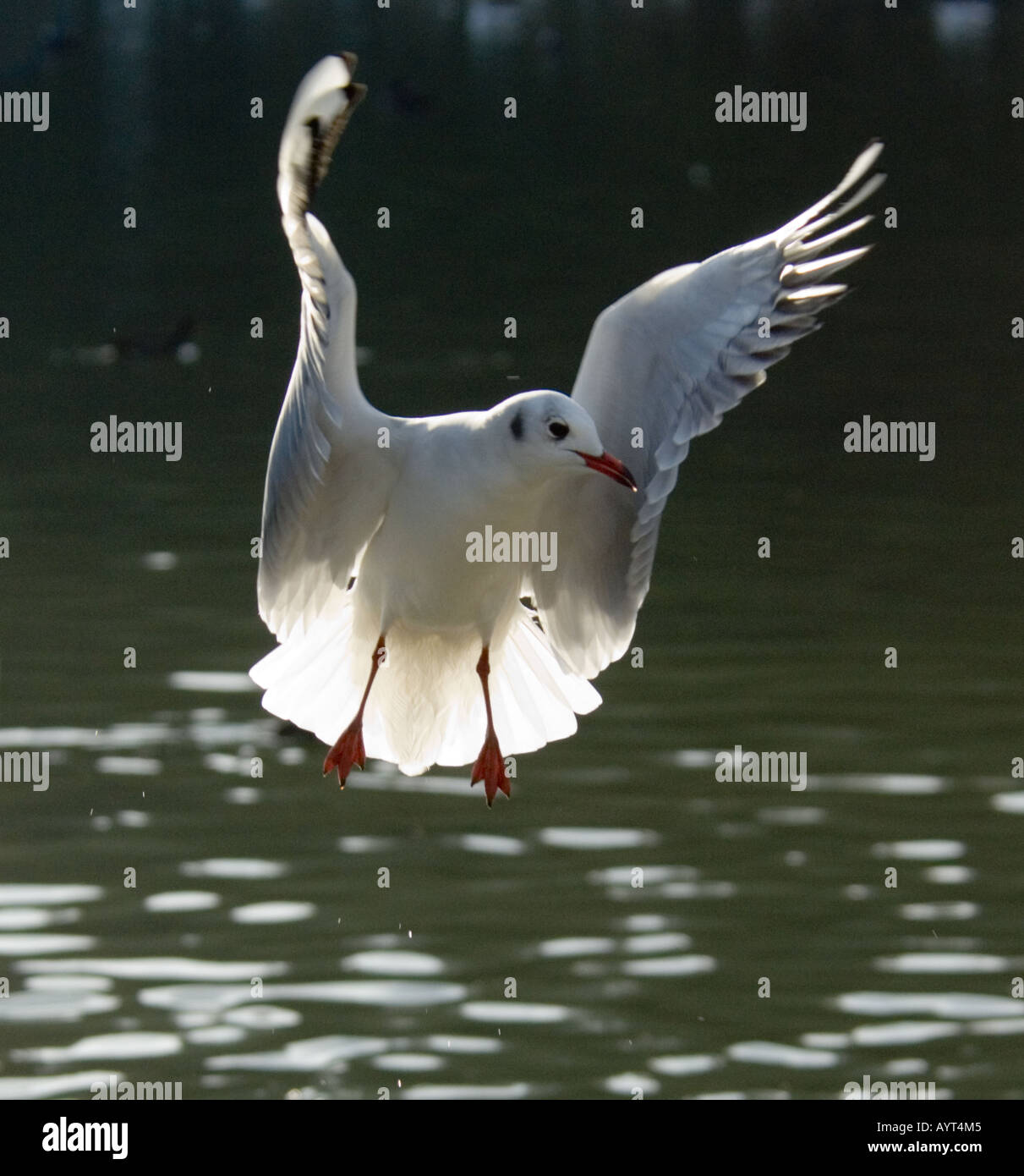 Seabird seagull in flight hi-res stock photography and images - Alamy