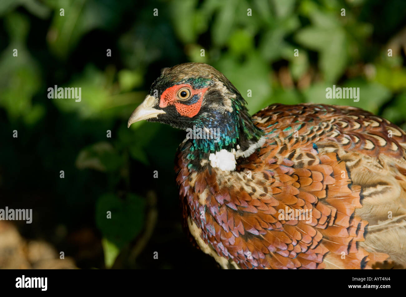 Uk Male Pheasant High Resolution Stock Photography and Images - Alamy