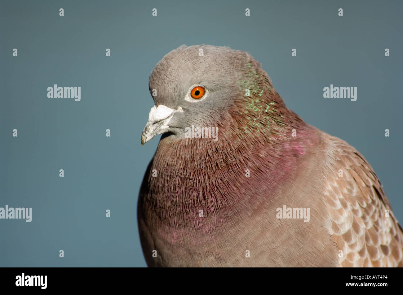 Arundel - West Sussex UK Pigeon Stock Photo - Alamy