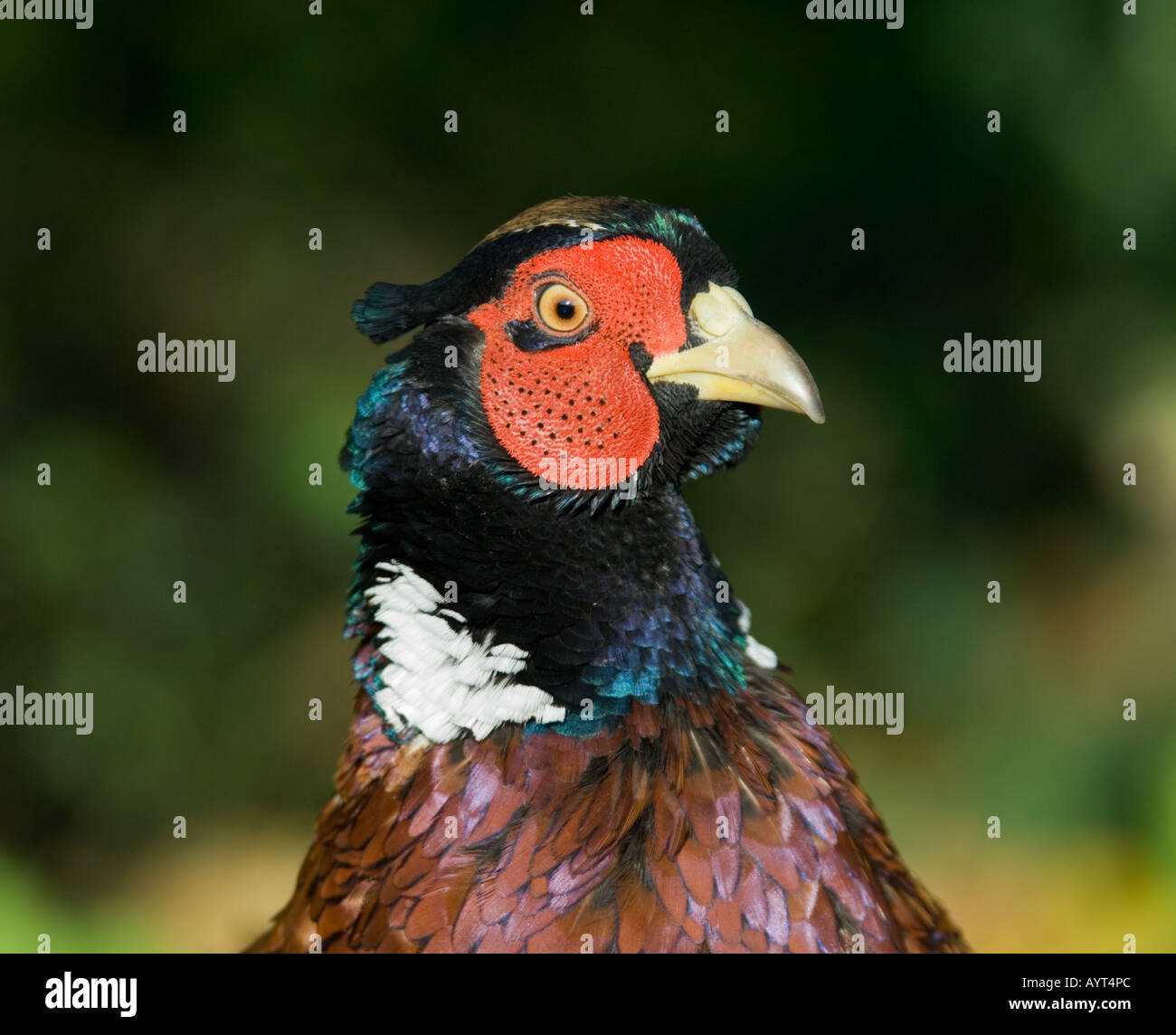Common Pheasant Phasianus colchicus Stock Photo - Alamy