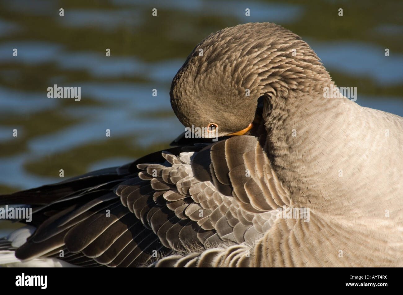 Greylag goose (Anser anser) preening Stock Photo - Alamy
