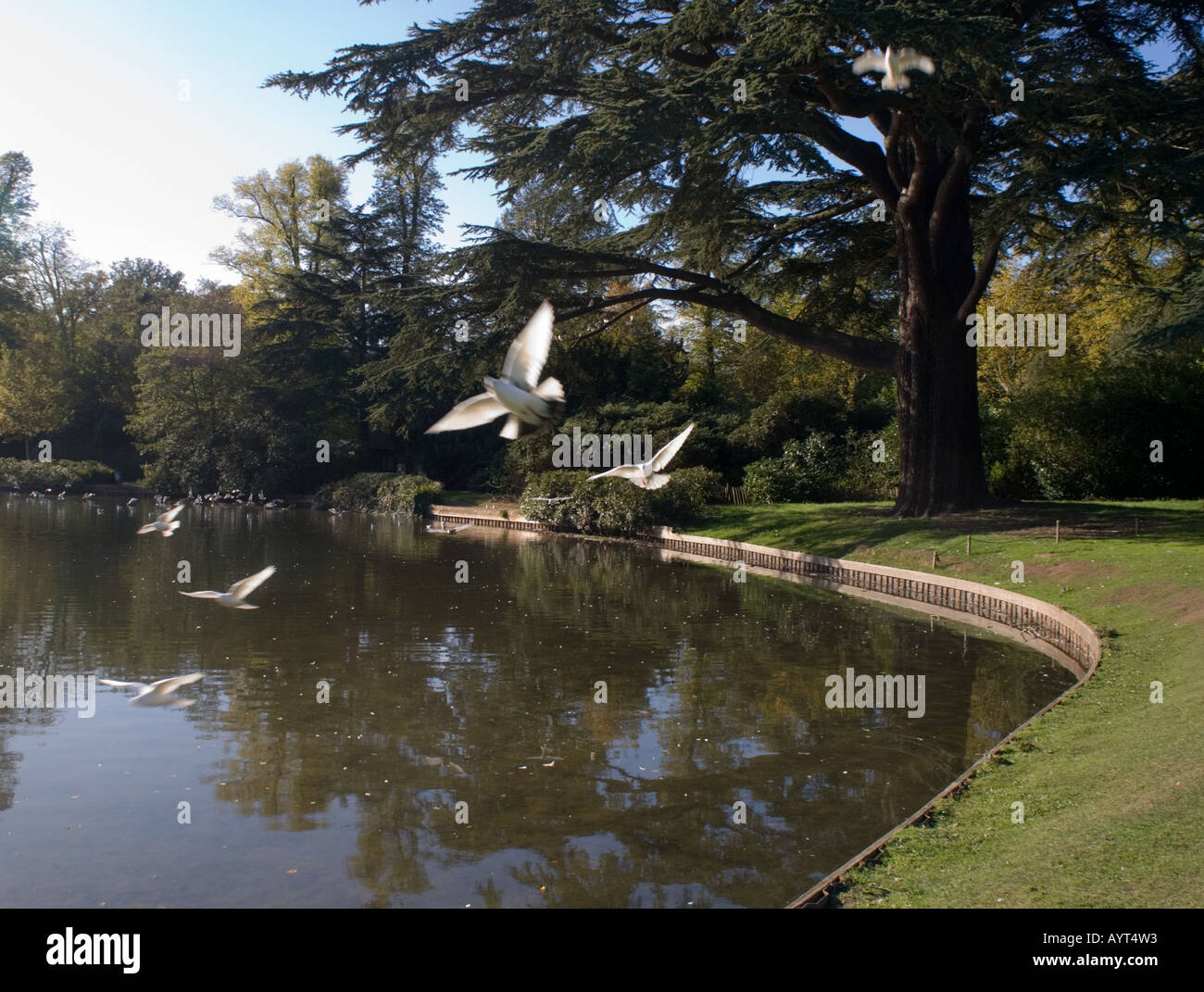 Park Surrey - UK Stock Photo - Alamy