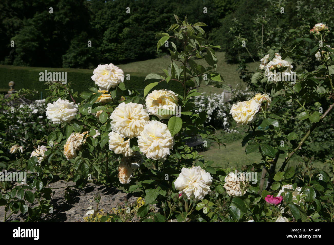 Mr and mrs robinson hi-res stock photography and images - Alamy