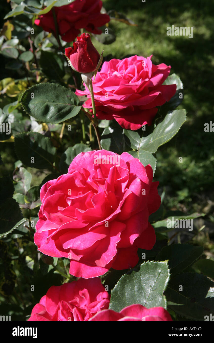 The National Collection of Rambler Roses at Moor Wood Woodmancote Stock ...