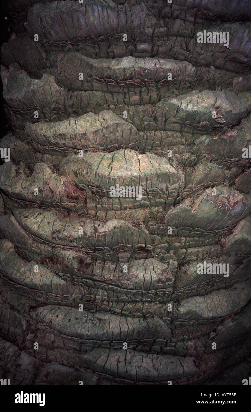 Trunk of a date palm tree Kew Gardens Surrey, England UK Stock Photo ...