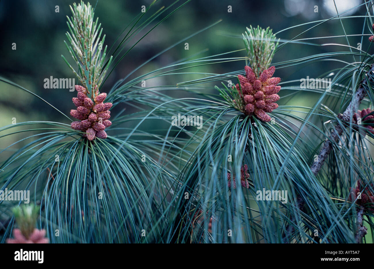 Pine cones forming on a tree branch London England UK Stock Photo - Alamy