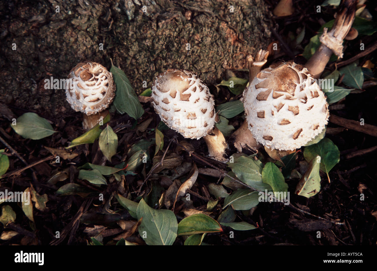Plants clumps toadstools fungi hi-res stock photography and images - Alamy