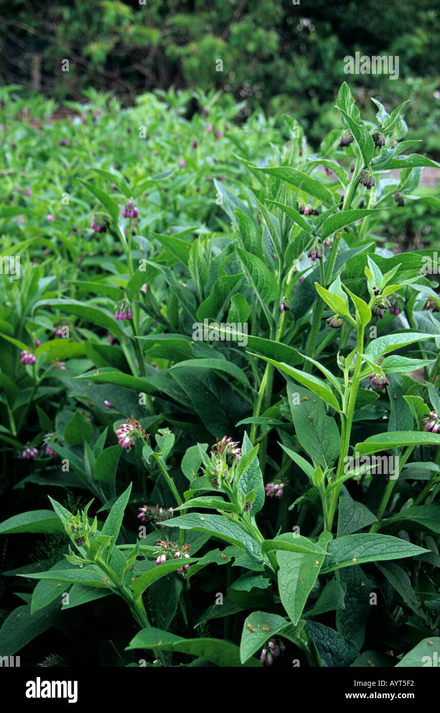 Comfrey manure hi-res stock photography and images - Alamy