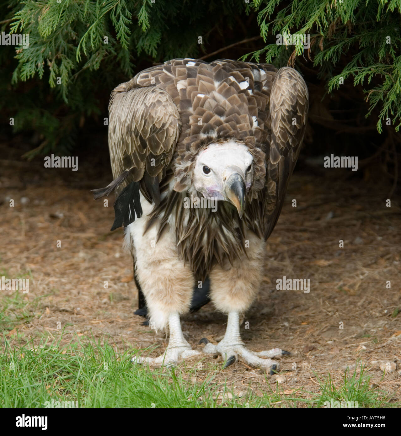 Hunched bird hi-res stock photography and images - Alamy