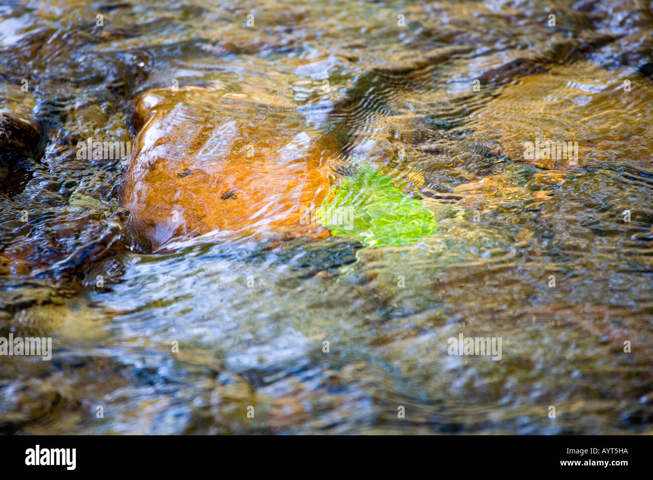 A leaf floating in a spring creek Stock Photo - Alamy