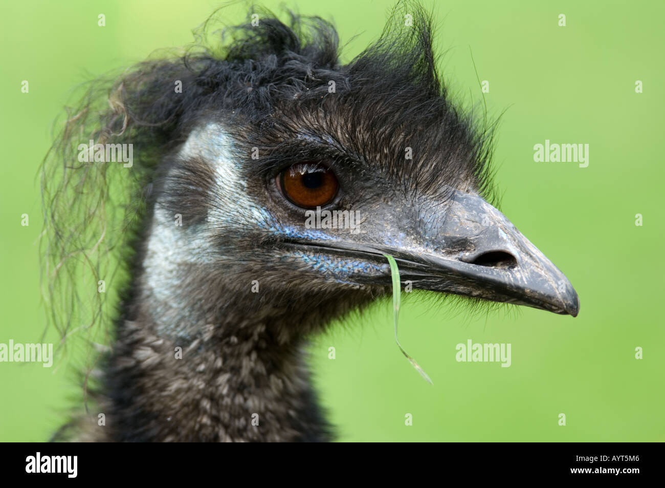 Emu Emeu Dromaius novaehollandiae - Captive Stock Photo - Alamy