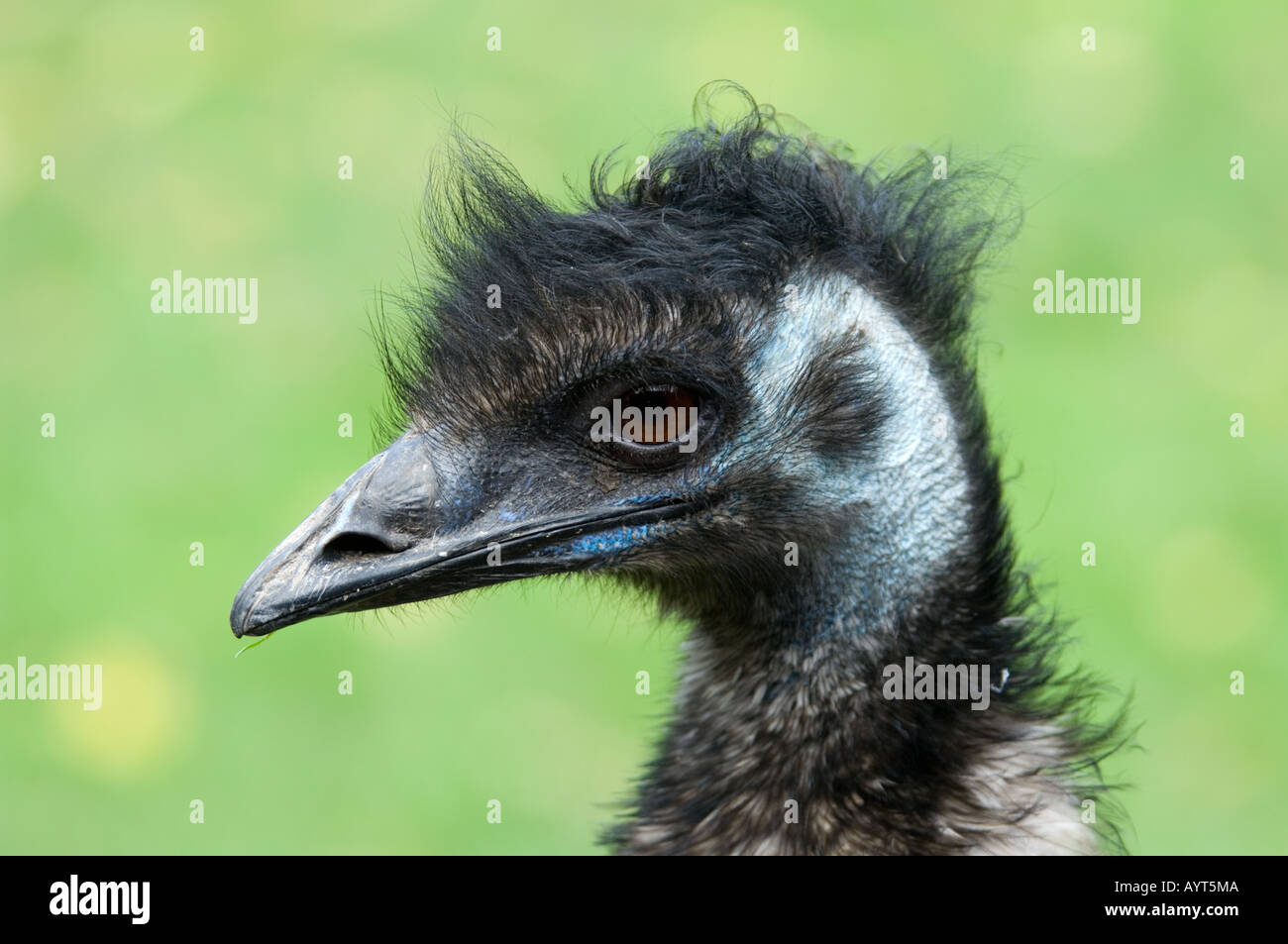 Emu Emeu Dromaius novaehollandiae - Captive Stock Photo - Alamy