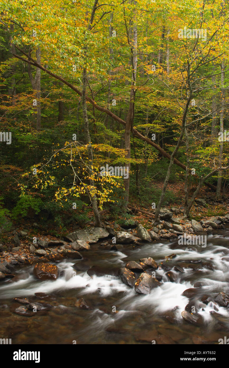 Fall colors along the Little River in the Great Smoky Mountains ...